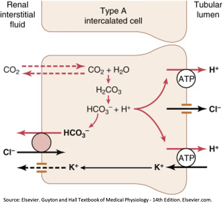 Episode 5: How do diuretics lead to metabolic alkalosis? – The Curious ...