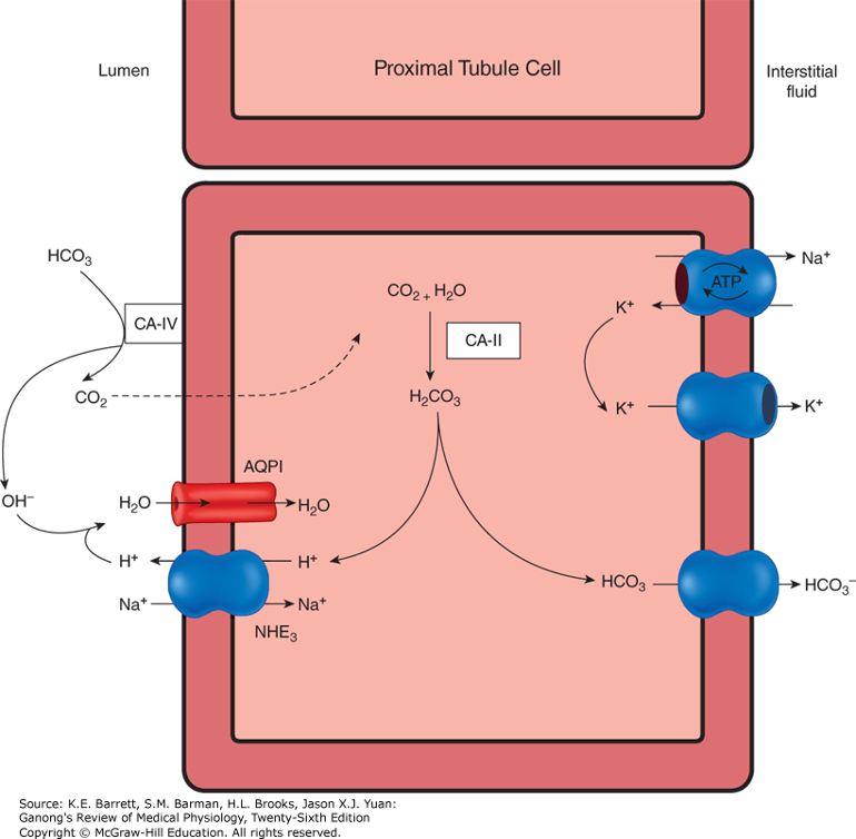 Episode 5: How do diuretics lead to metabolic alkalosis? – The Curious ...