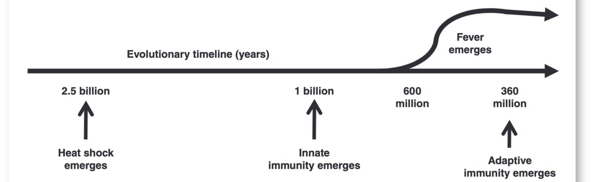 Episode 24: Why is fever beneficial? – The Curious Clinicians