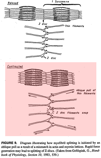 Episode 63 – Getting Swol – The Curious Clinicians