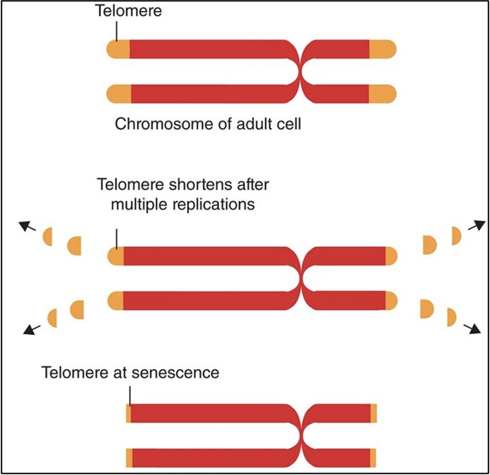 Episode 102 – Long Lives the Lobster – The Curious Clinicians