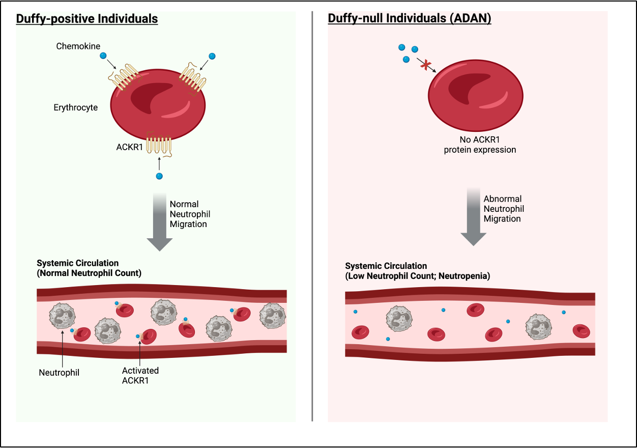 Episode 111 – Null Neutrophils – The Curious Clinicians