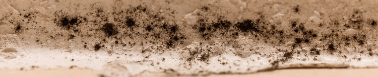 Episode 114 – The Mold that Eats Radiation for Breakfast – The Curious ...